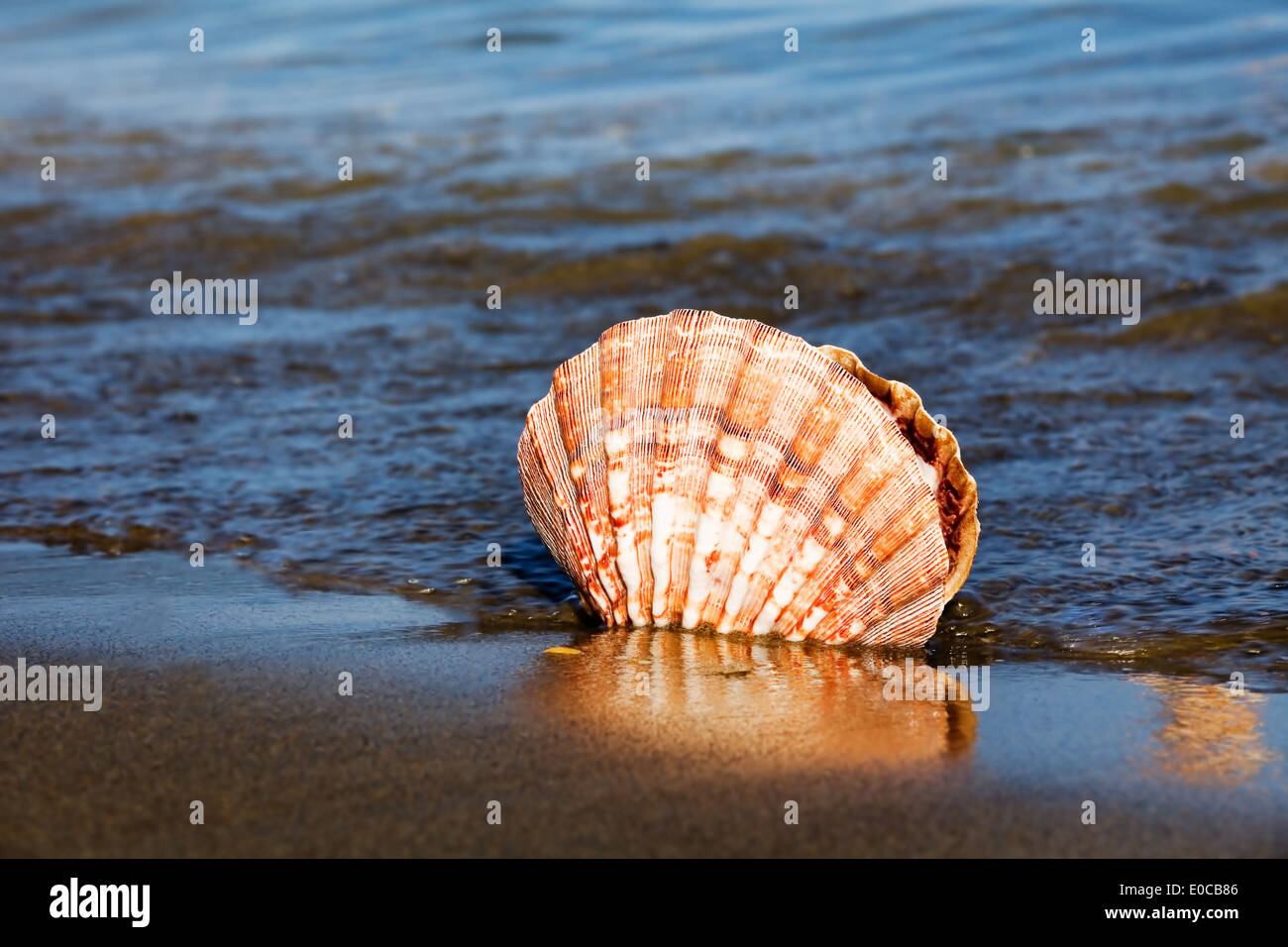 Mussel shell shells mussels shell vacation holidays travel dream ...
