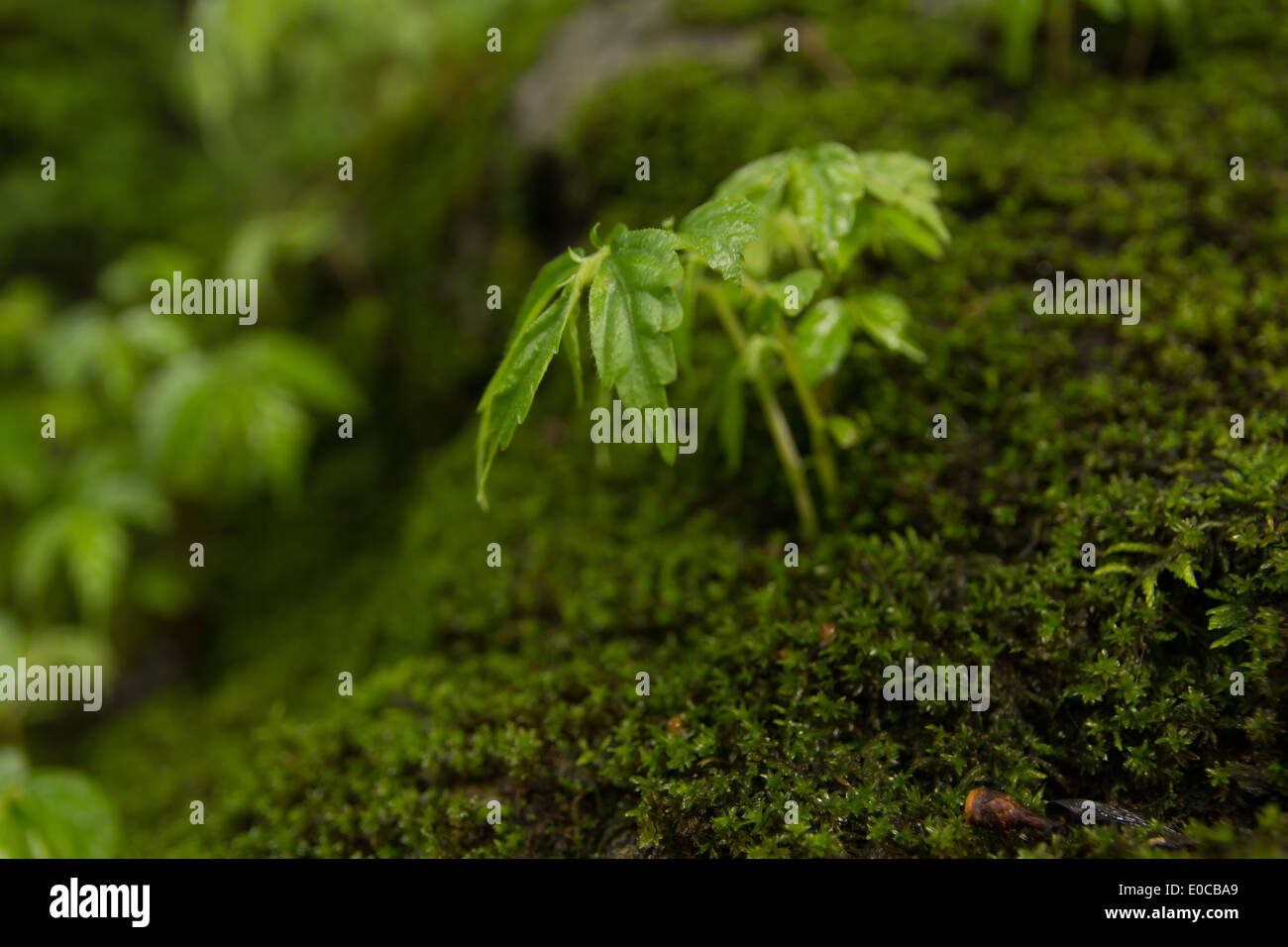 Small tree hi-res stock photography and images - Alamy