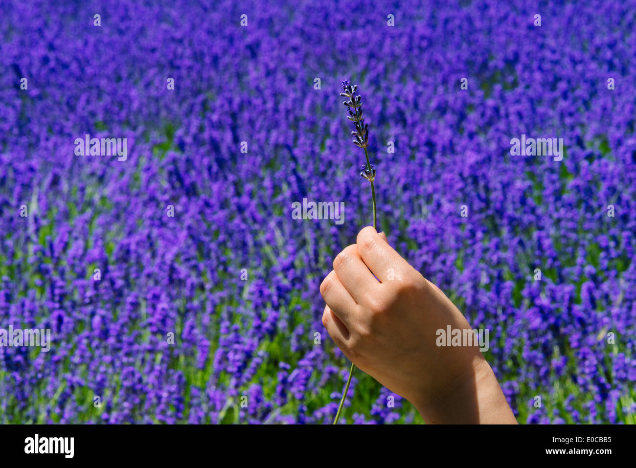 Hand holding lavender at lavender farm, Furano, Hokkaido Prefecture ...