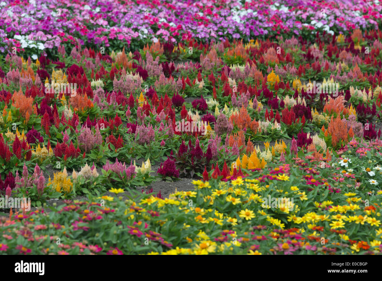 Hokkaido japan flower hi-res stock photography and images - Alamy