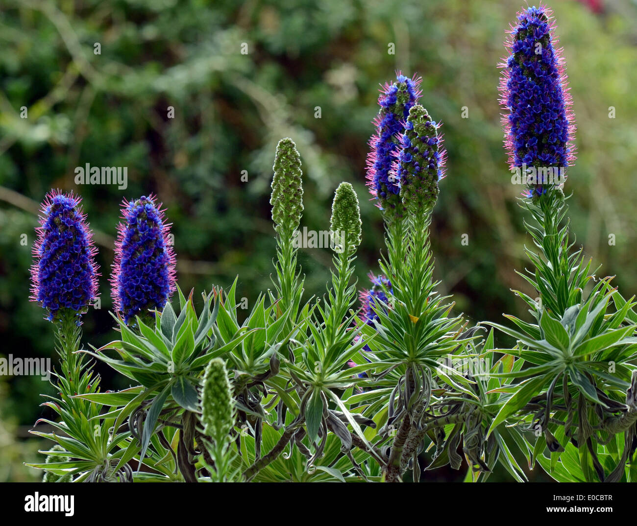 An Echium candican (pride of Madeira) with blue flower heads in the ...