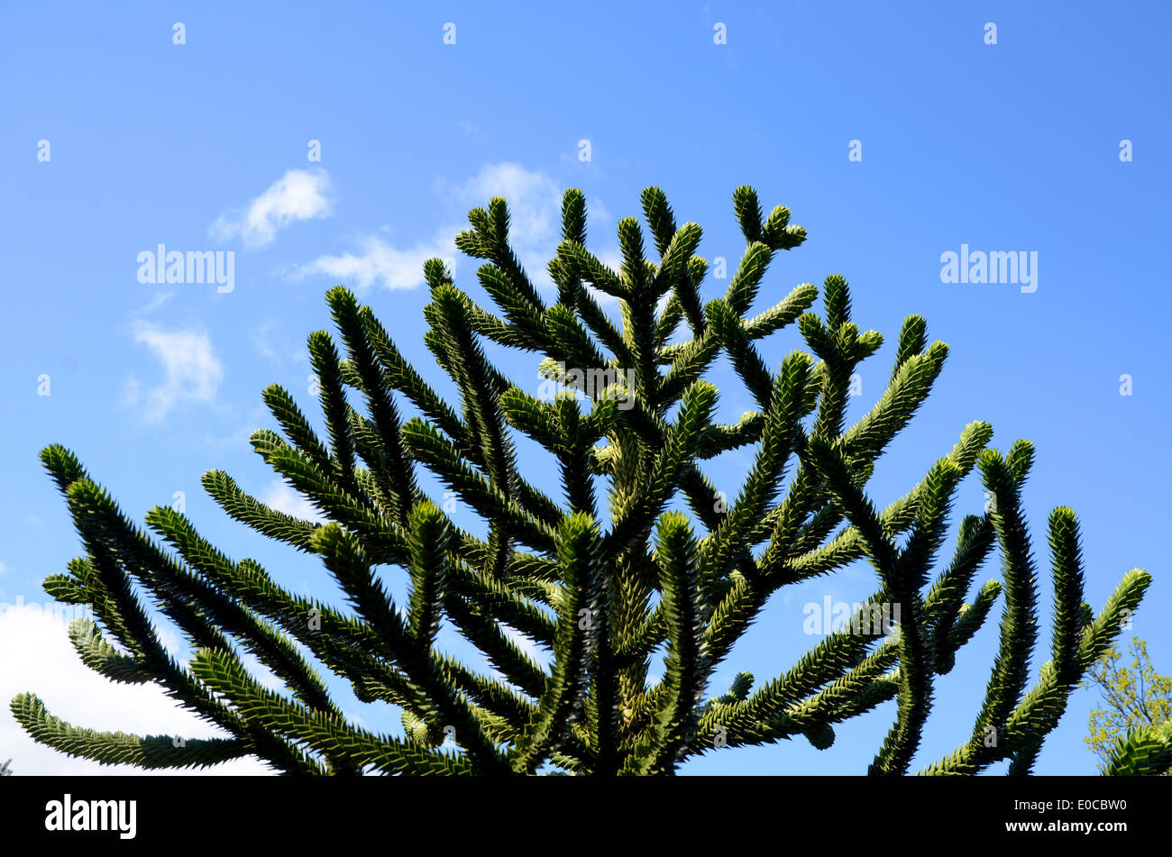 Chilenische hi-res stock photography and images - Alamy