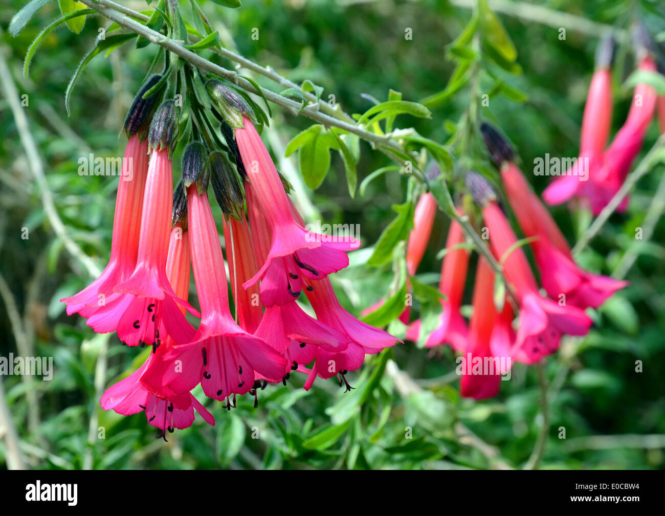 A Cantua buxifolia (magic flower of the Incas) is blooming in the ...