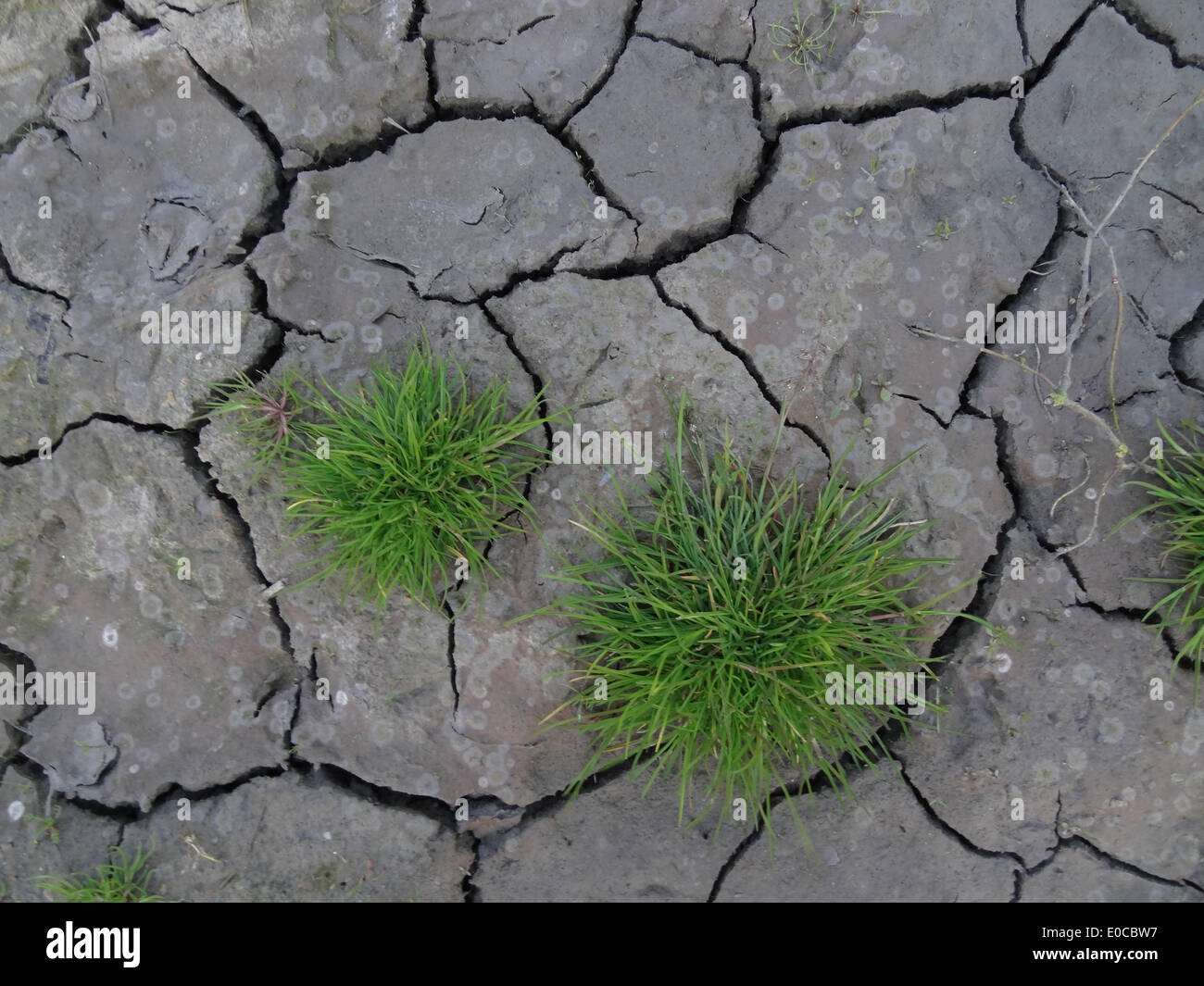Dry Cracks With Grass Stock Photo - Alamy