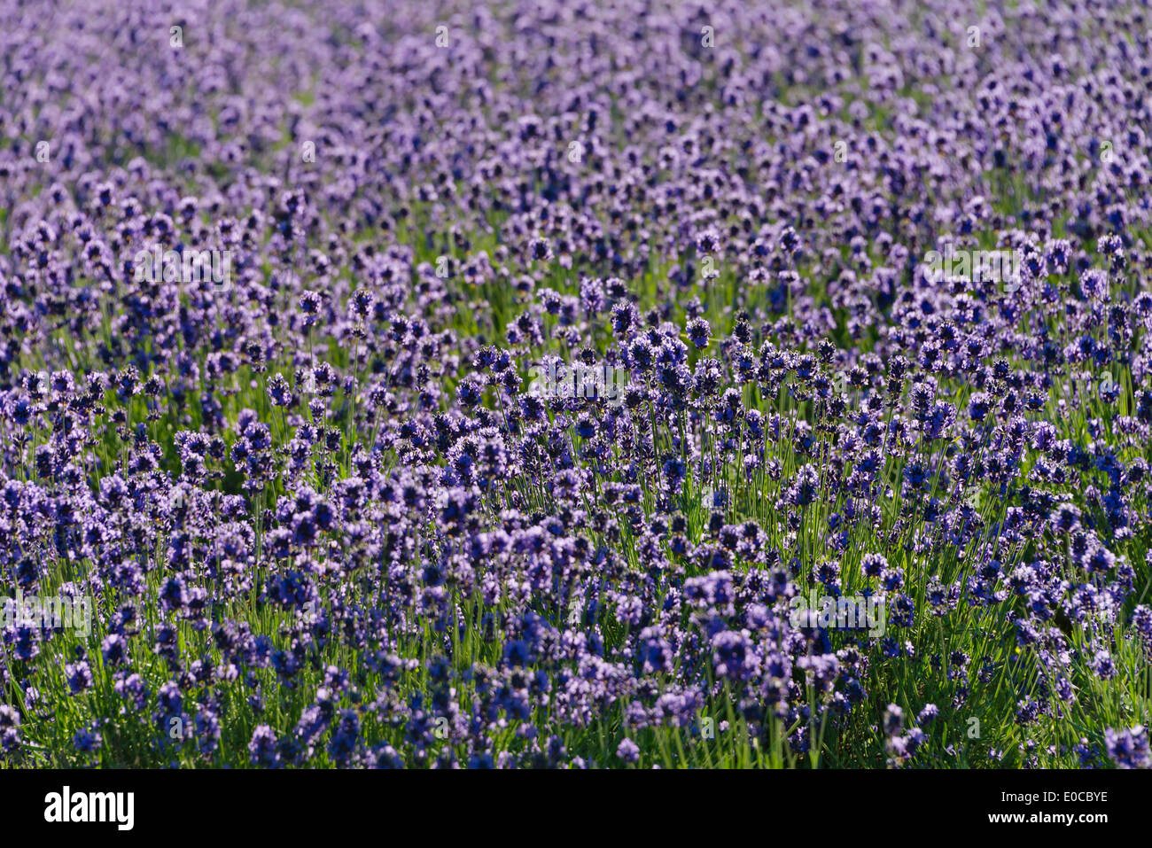 Lavender farm, furano, hokkaido hi-res stock photography and images - Alamy