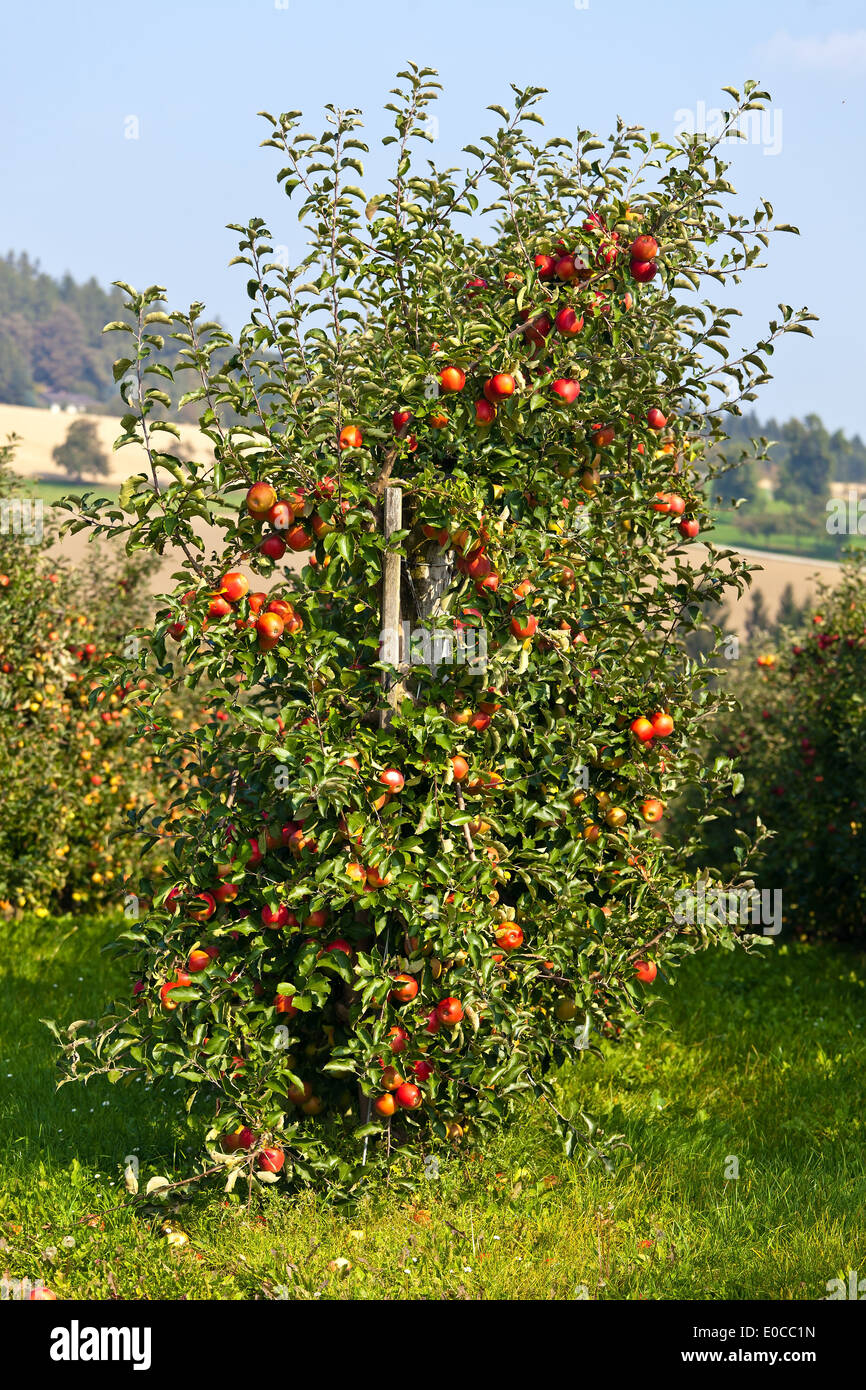 Fruit plantation hi-res stock photography and images - Alamy