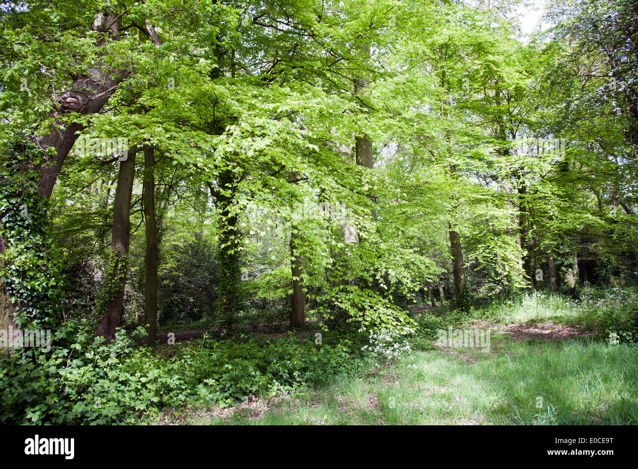 Wimbledon Common Foliage in London - UK Stock Photo - Alamy