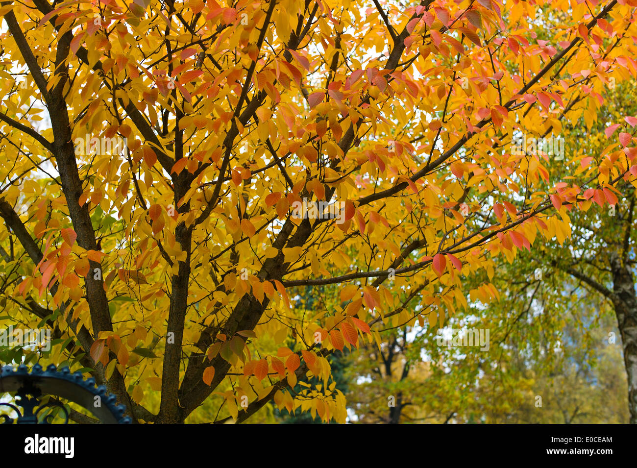 Tree sheets hi-res stock photography and images - Alamy