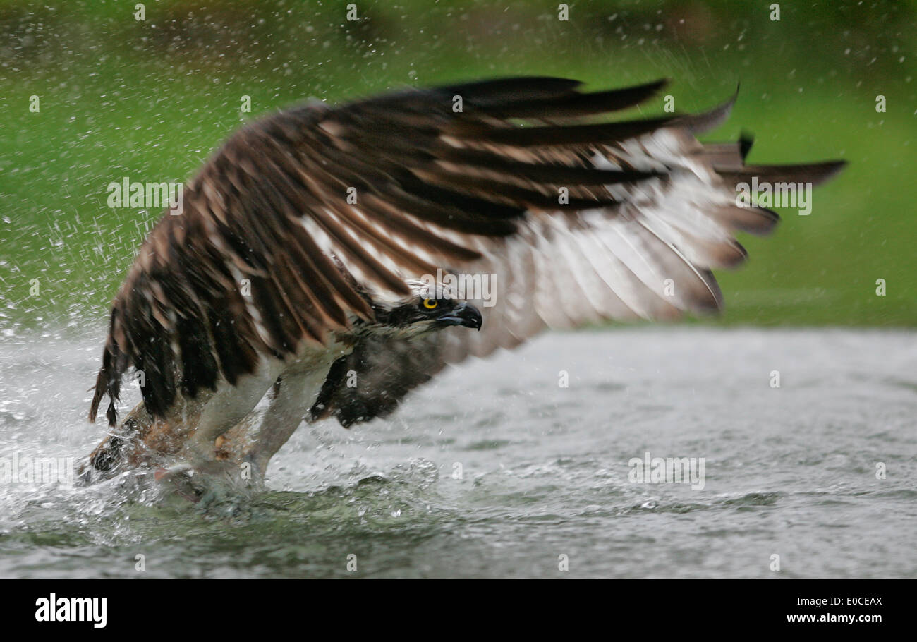 Raptor fishing hi-res stock photography and images - Alamy