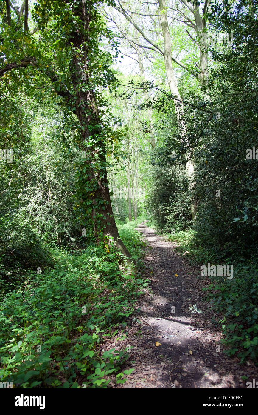 Wimbledon Common Path in London - UK Stock Photo - Alamy