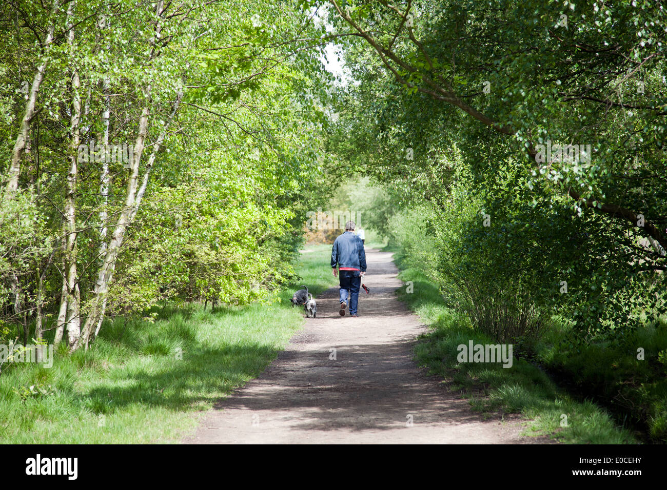 Wimbledon Common Path, Man walking dogs - London - UK Stock Photo - Alamy