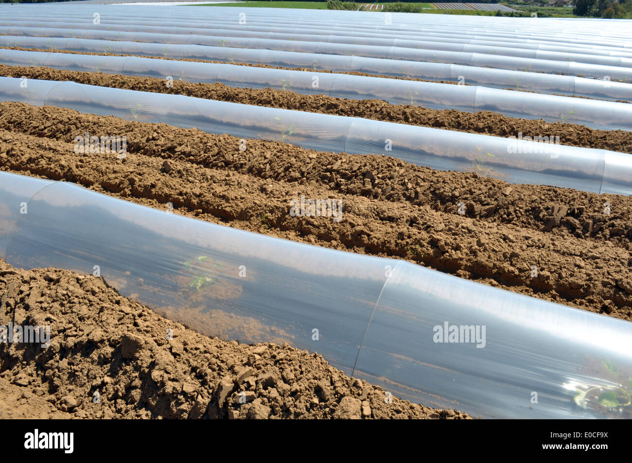 Plastic covered rows of crops hi-res stock photography and images - Alamy