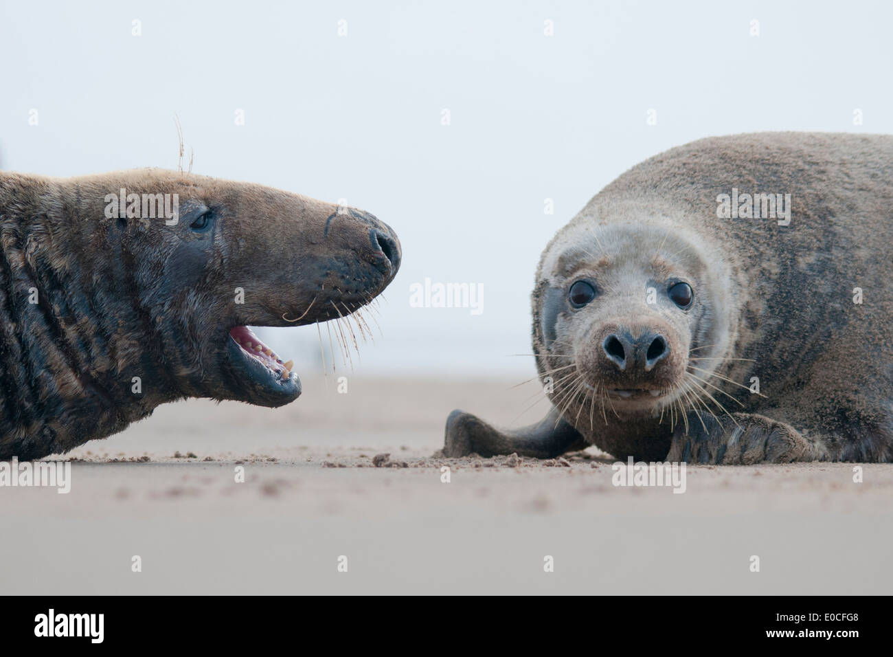 Angry seals hi-res stock photography and images - Alamy
