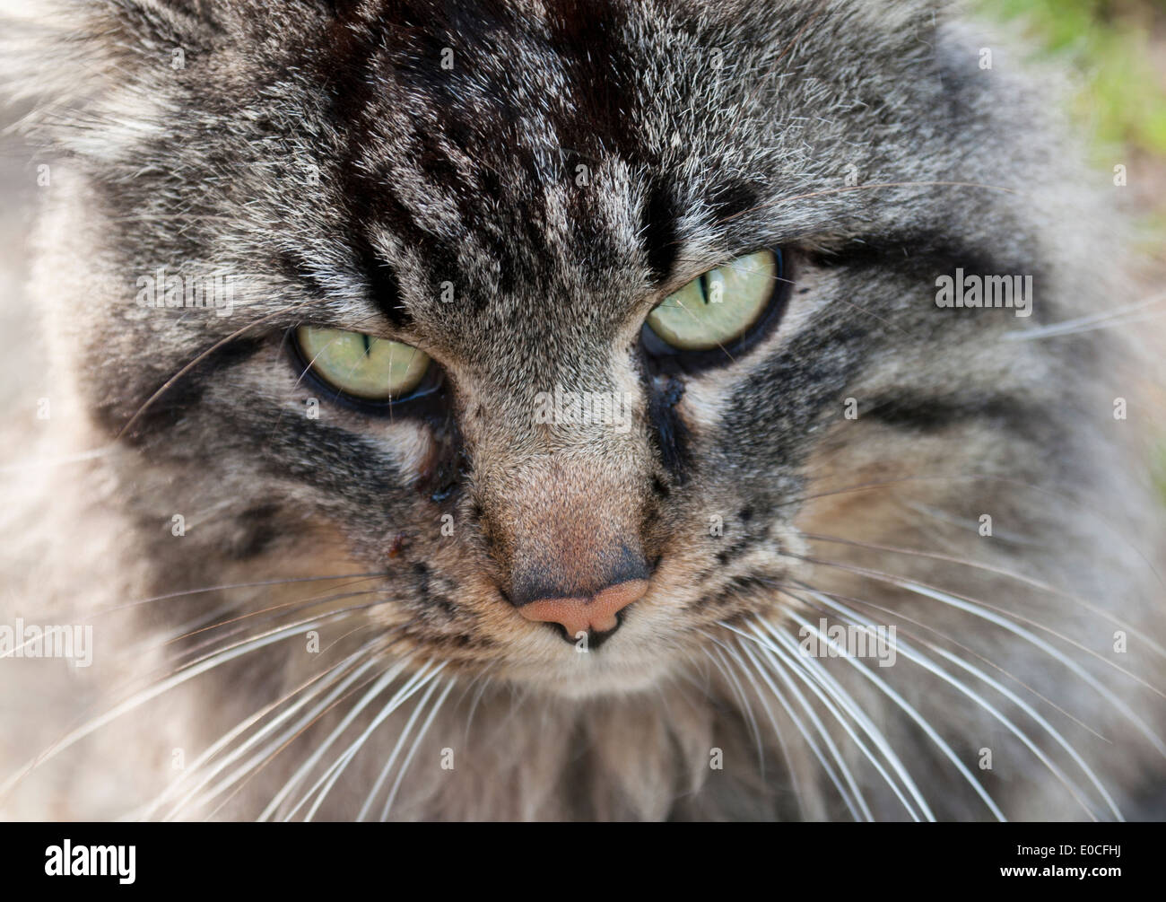 Tom snout hi-res stock photography and images - Alamy