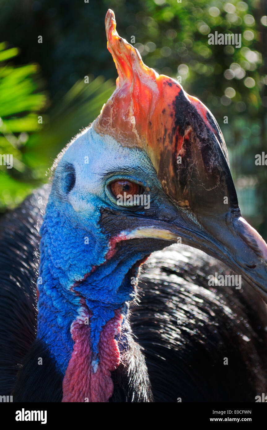 Cassowary bird hi-res stock photography and images - Alamy