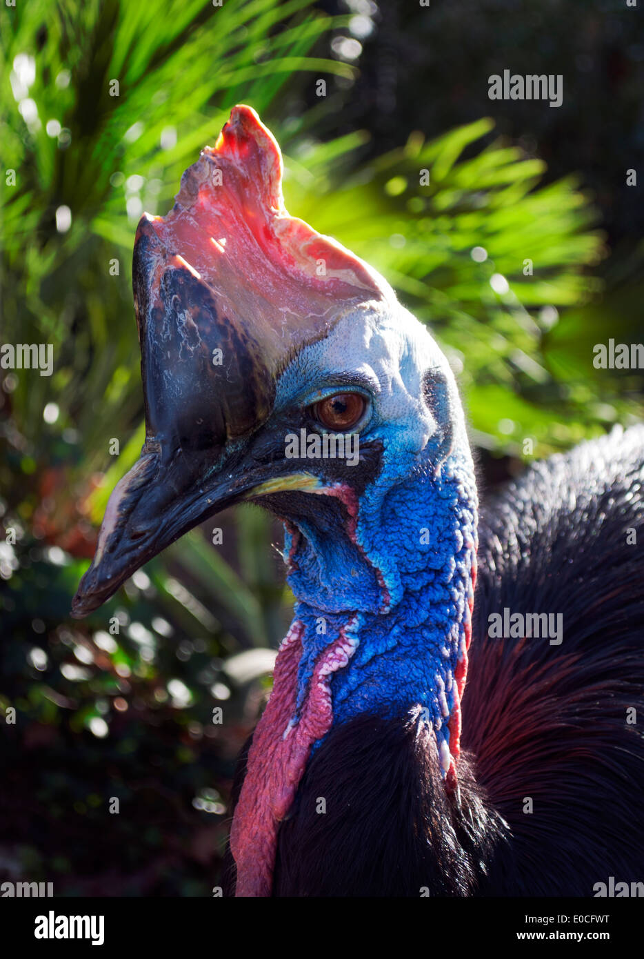 Cassowary hi-res stock photography and images - Alamy