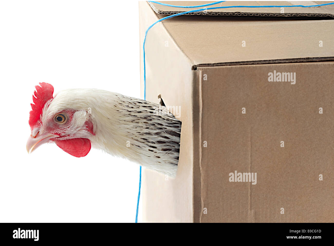 Hen feed hi-res stock photography and images - Alamy