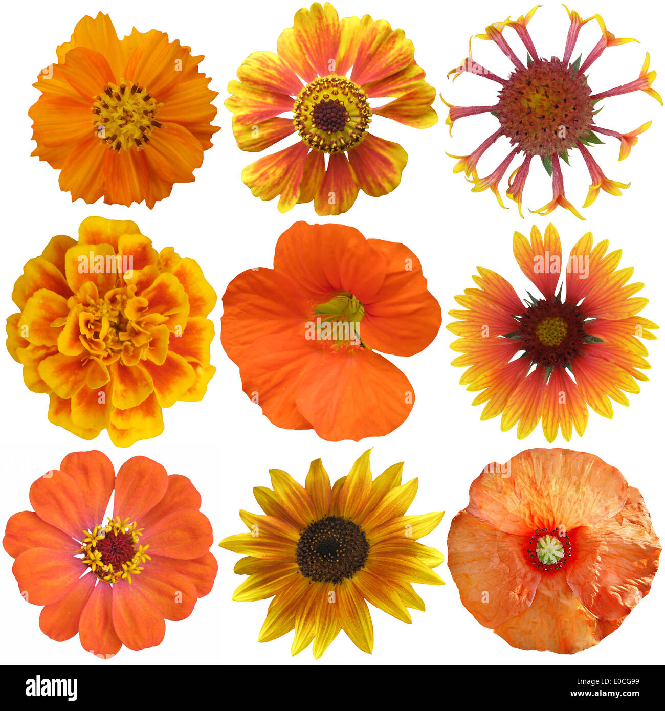 Set of Orange Flowers Isolated on White Stock Photo - Alamy