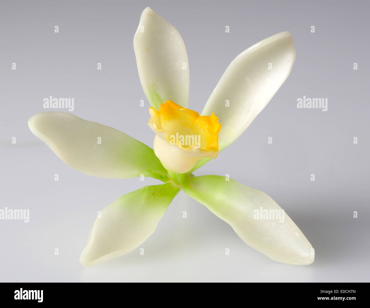 Orchid Seed Pod High Resolution Stock Photography and Images - Alamy