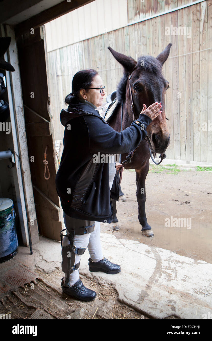 Disabled horse hi-res stock photography and images - Alamy