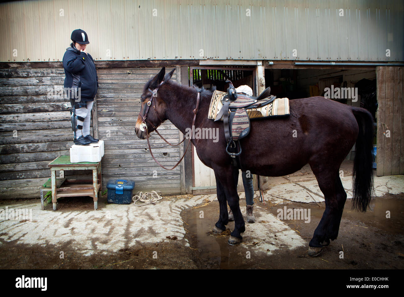 Riding for disabled horse hi-res stock photography and images - Alamy