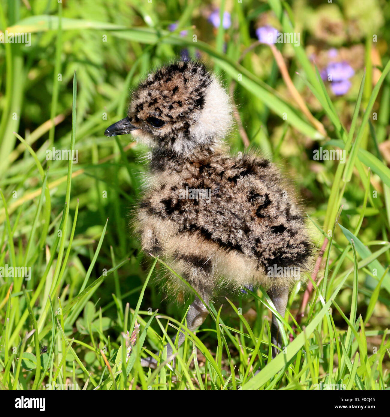 Lapwing fledgling chick High Resolution Stock Photography and Images ...