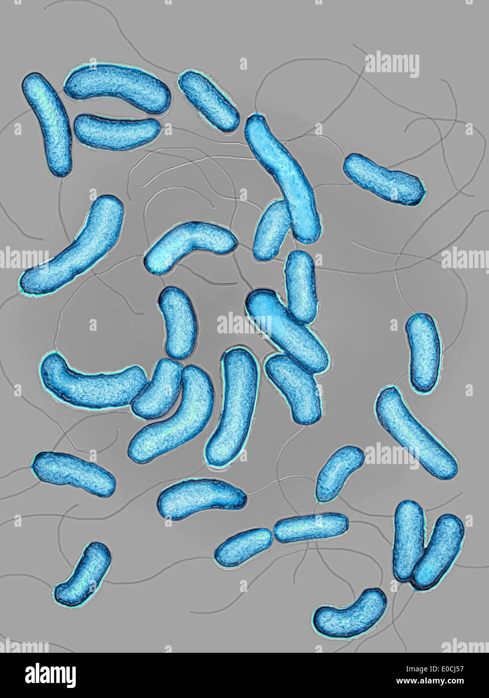 Vibrio cholerae and flagella hi-res stock photography and images - Alamy