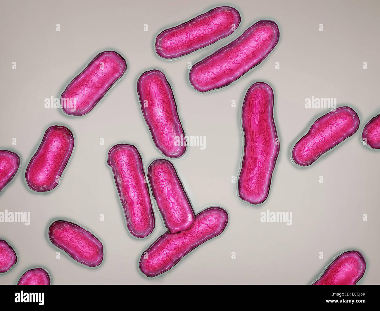 Salmonella hi-res stock photography and images - Alamy