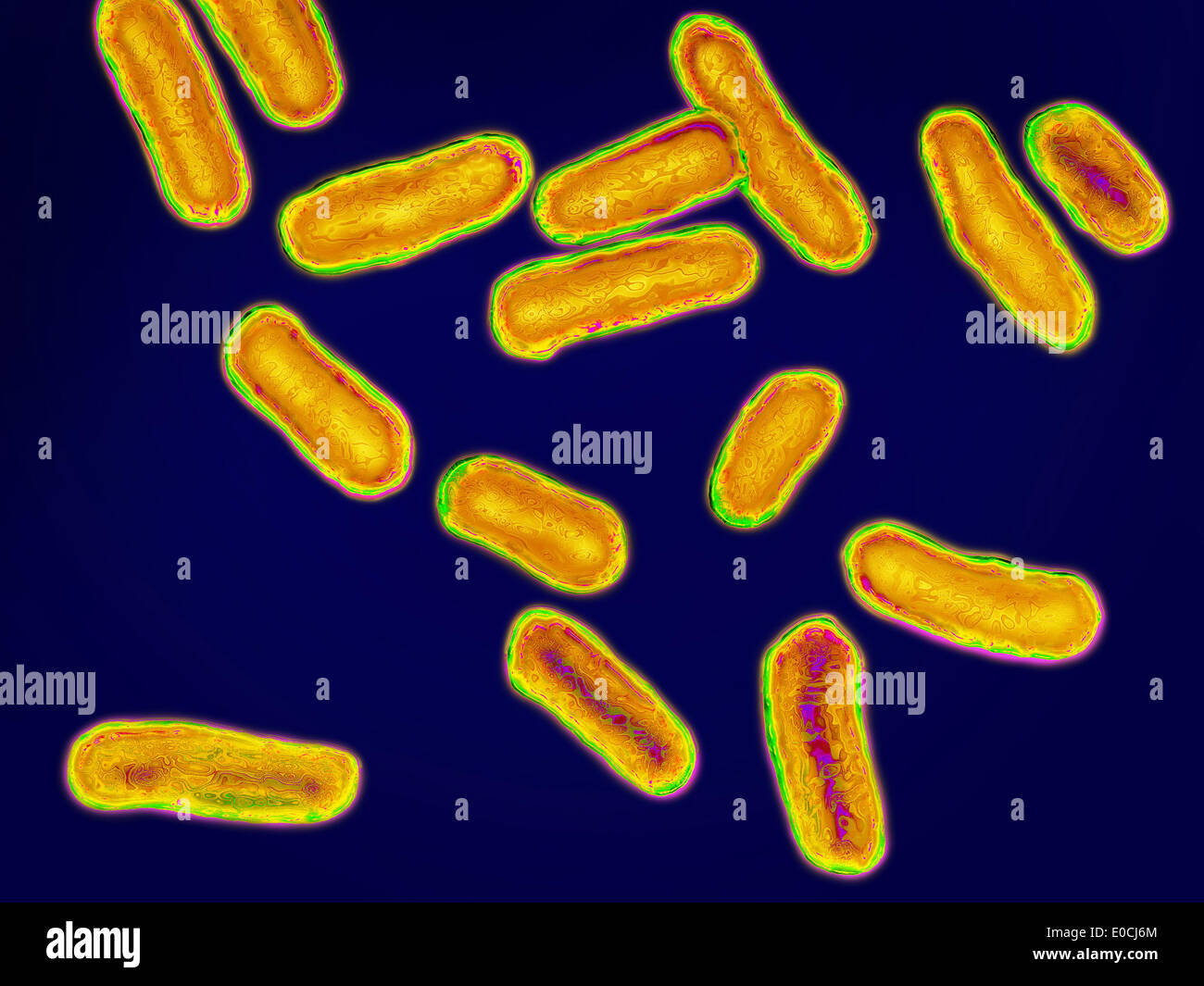 Salmonella infections test hi-res stock photography and images - Alamy