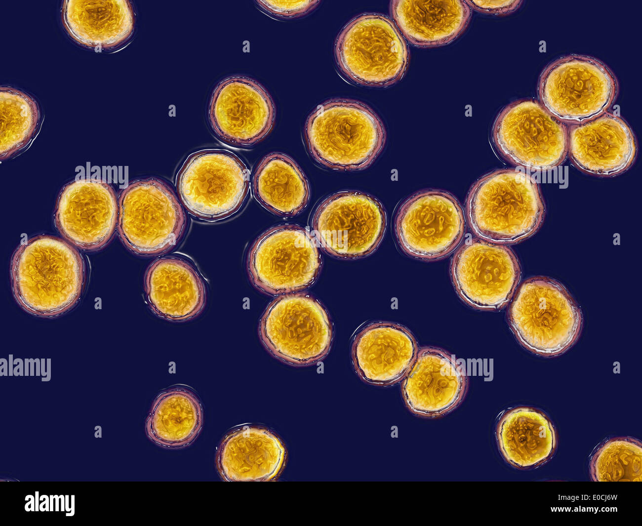 Staph aureus hi-res stock photography and images - Alamy