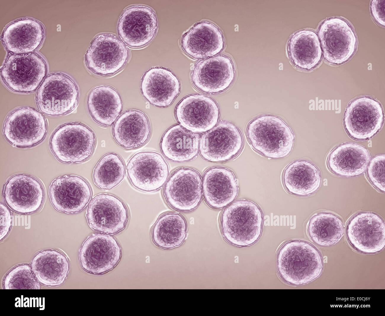 Staphylococcaceae hi-res stock photography and images - Alamy