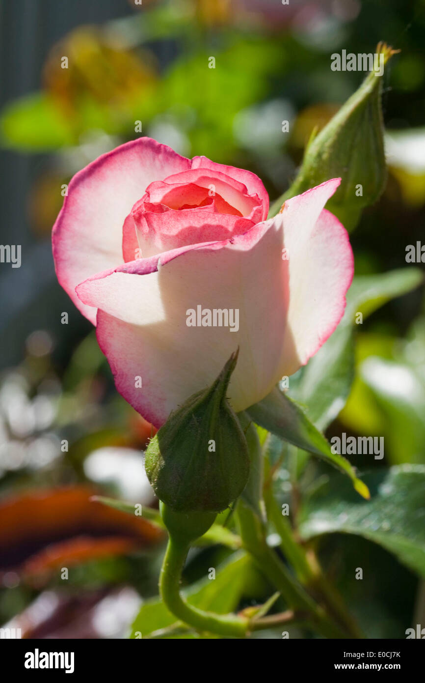 Rose trees hi-res stock photography and images - Alamy