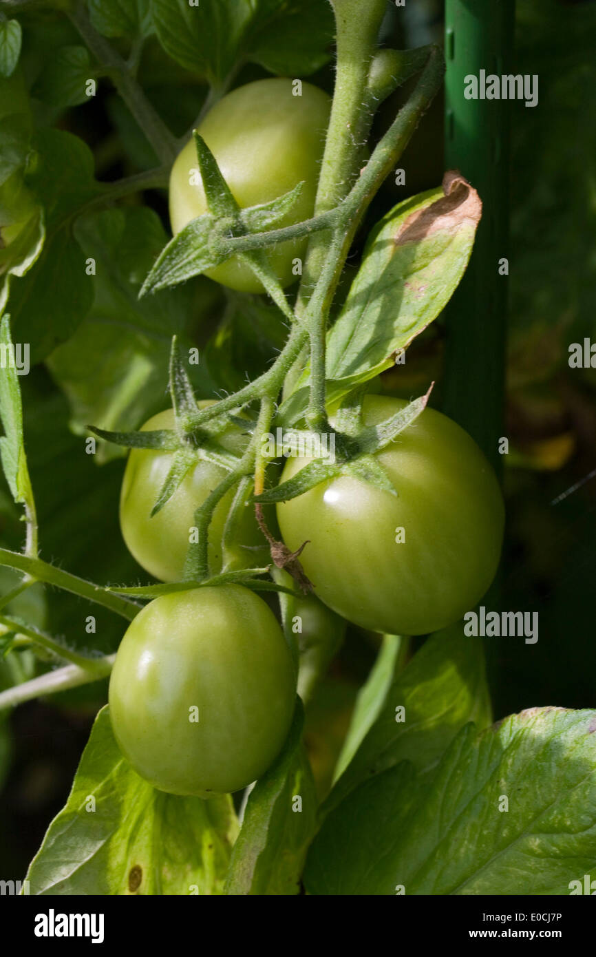 Tomato growing hi-res stock photography and images - Alamy