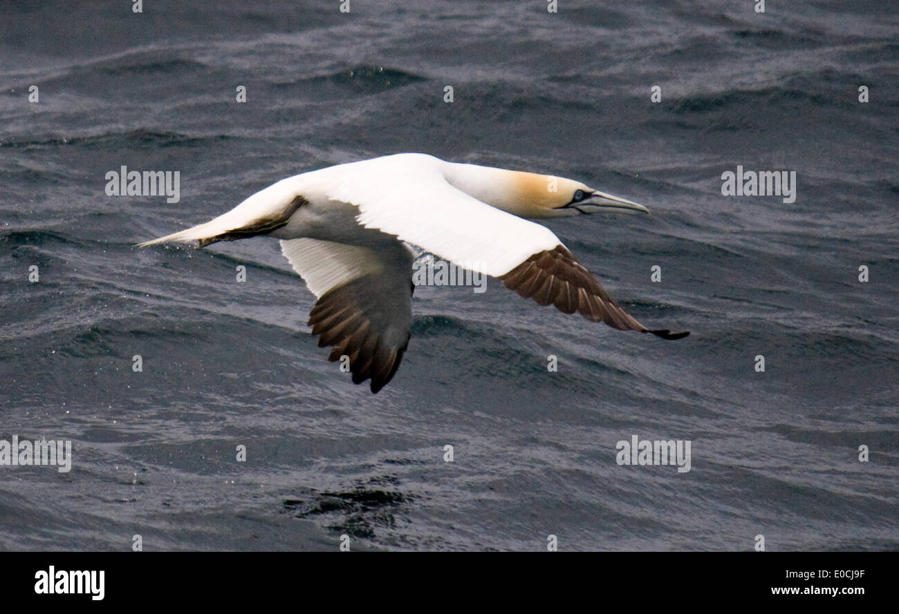 Bird of the northern seas hi-res stock photography and images - Alamy