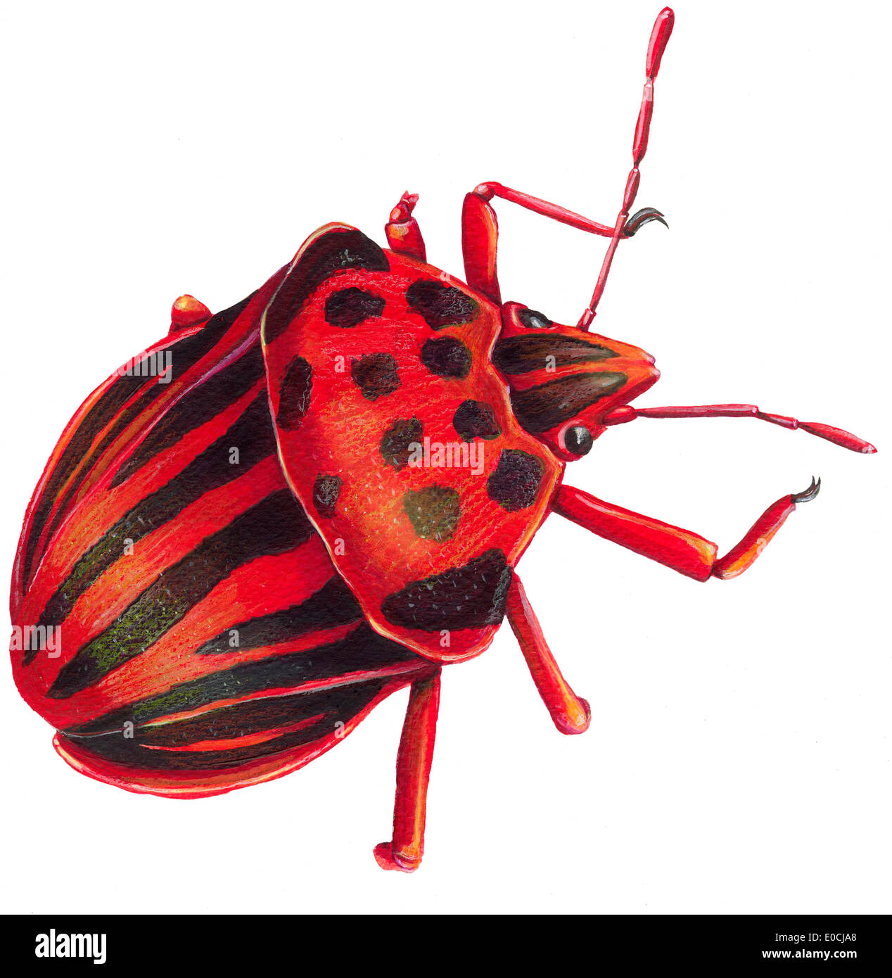 Half spotted stink bug Stock Photo - Alamy