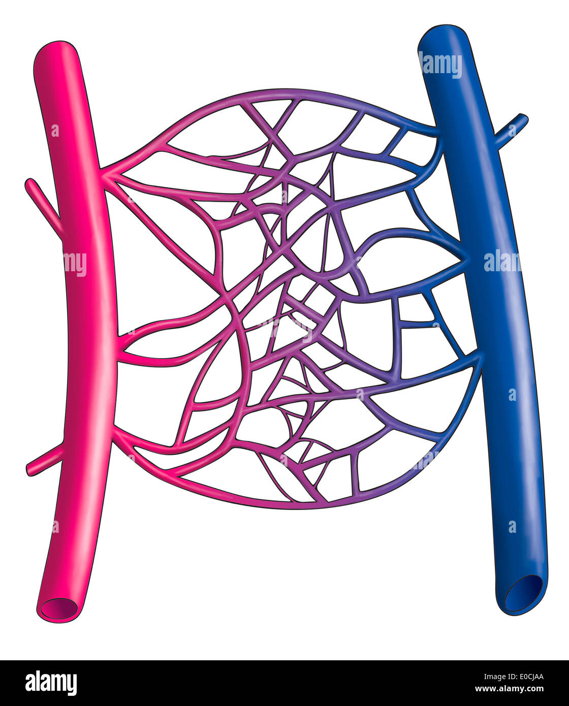 Cardiovascular pathologies Cut Out Stock Images & Pictures - Alamy