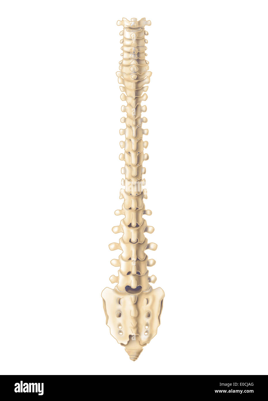 Spinal column, drawing Stock Photo - Alamy