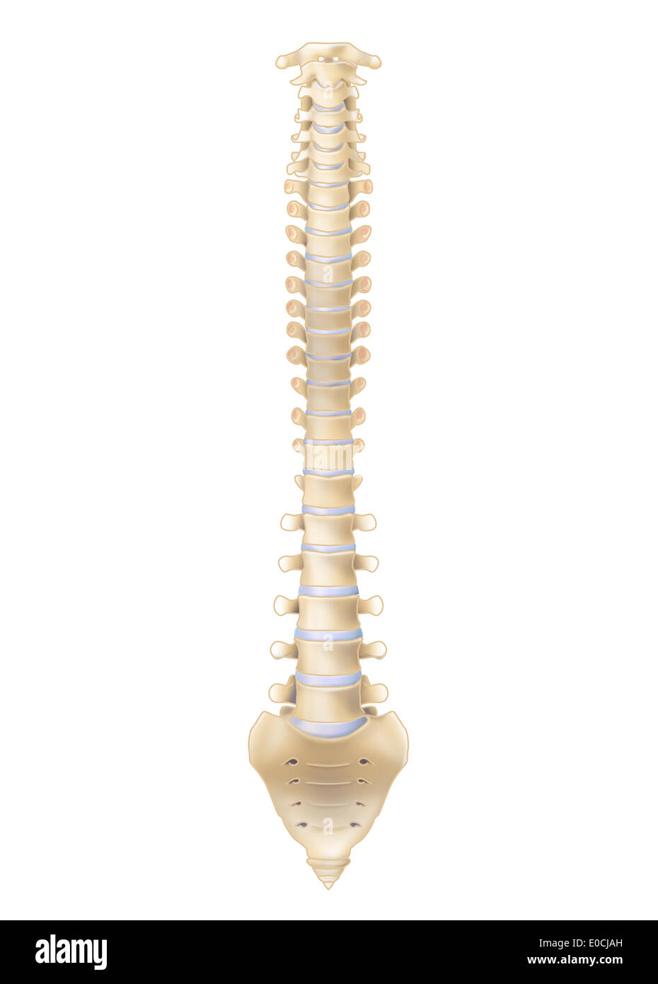 Spinal column drawing hi-res stock photography and images - Alamy