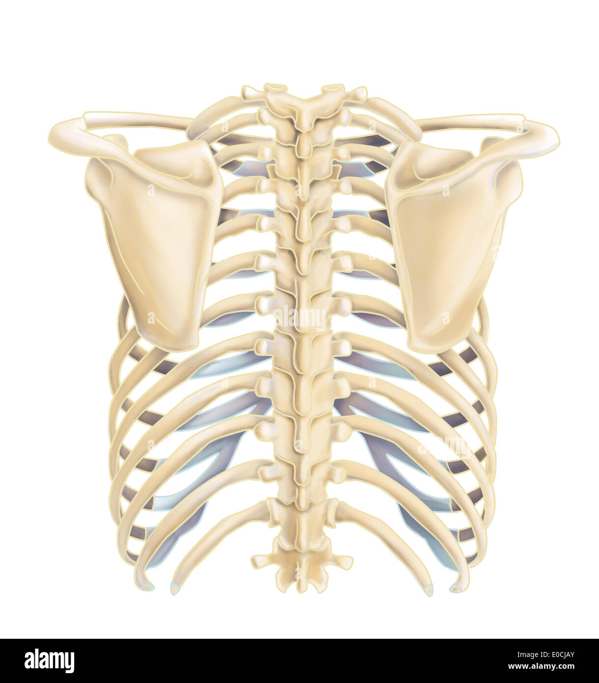 Scapulas High Resolution Stock Photography and Images - Alamy