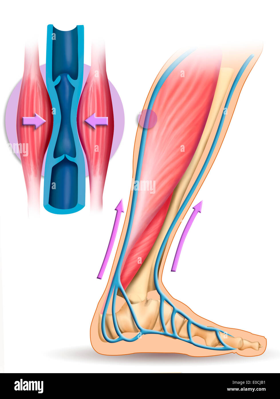 Venous Insufficiency High Resolution Stock Photography and Images - Alamy