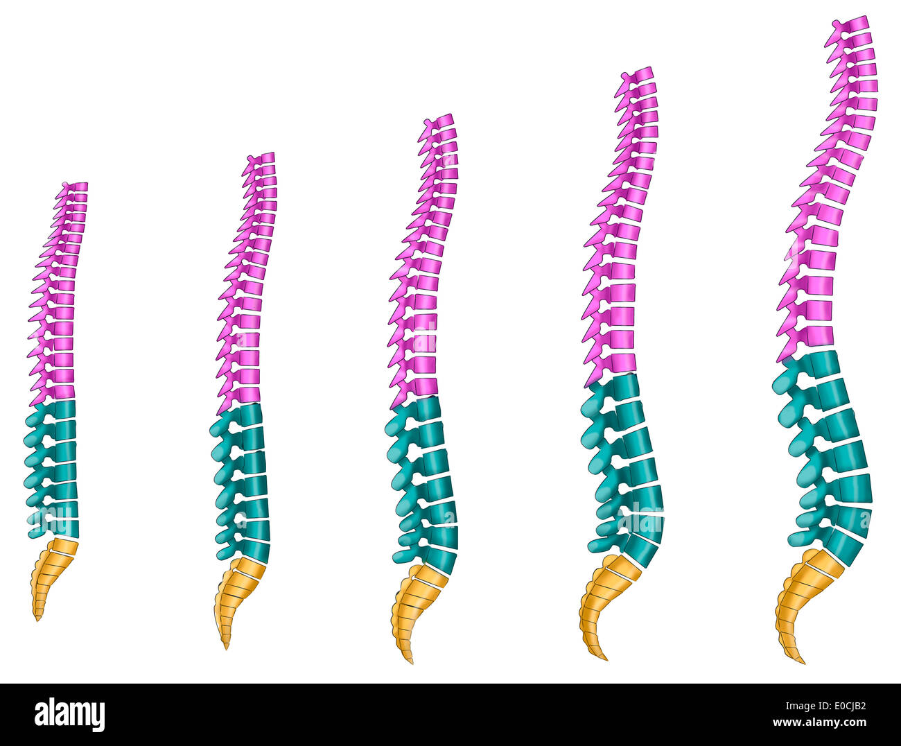 Spinal column, drawing Stock Photo - Alamy