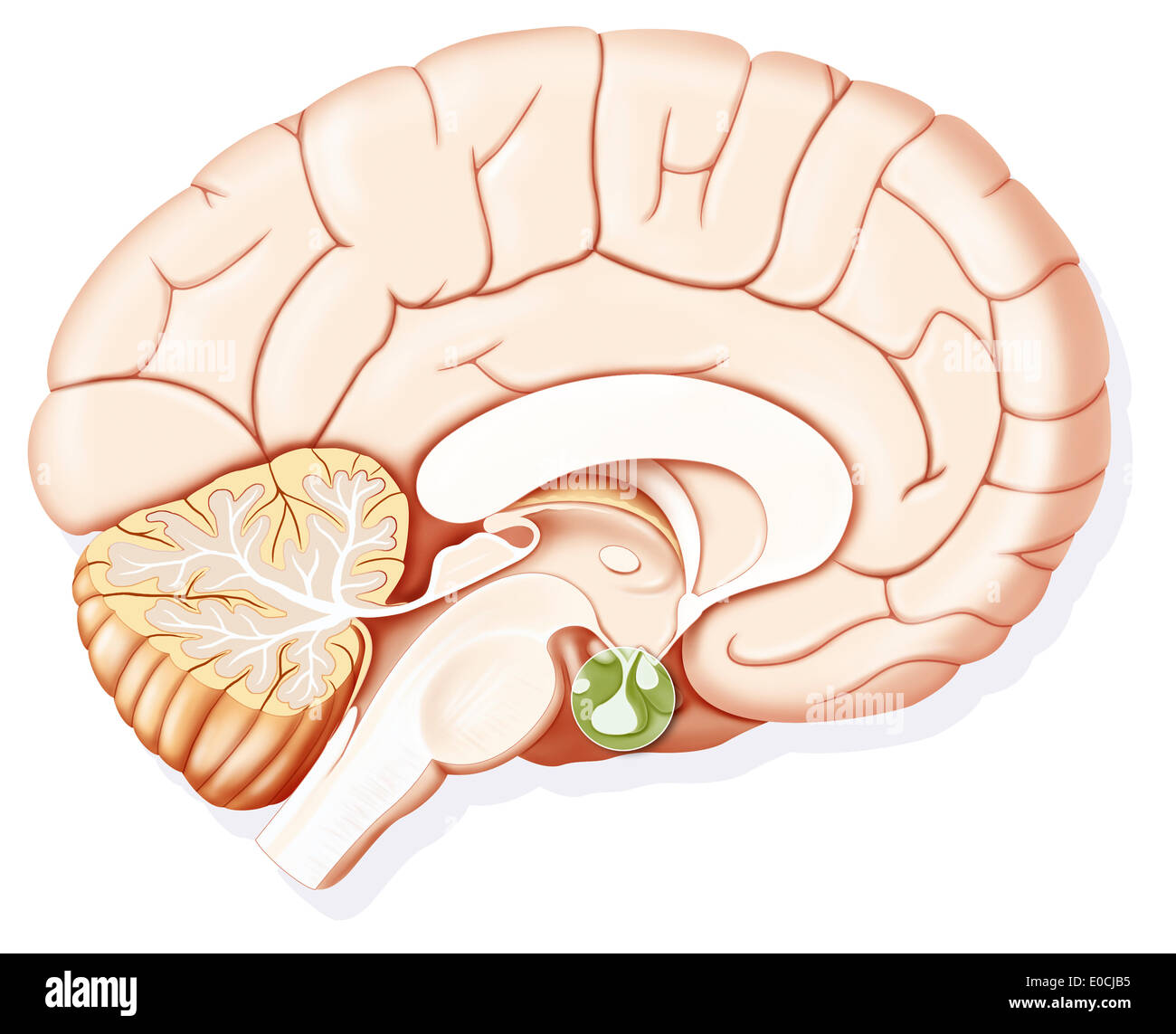 Hypophysis, drawing Stock Photo - Alamy