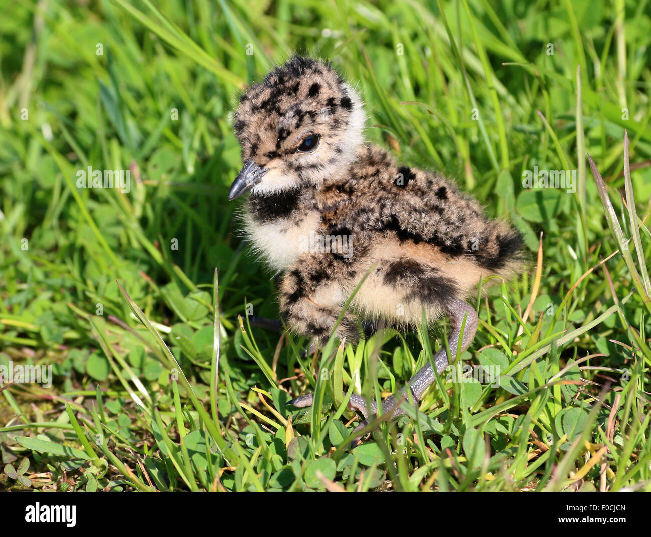 Lapwing fledgling chick High Resolution Stock Photography and Images ...