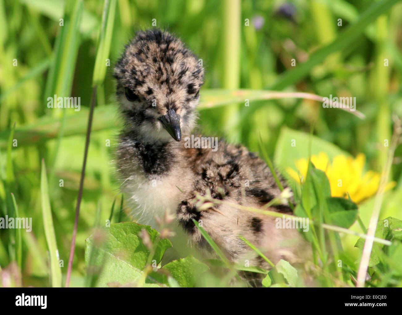 Lapwing feathers close up hi-res stock photography and images - Alamy