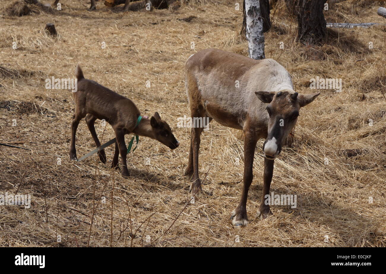 Genhe, China's Inner Mongolia Autonomous Region. 9th May, 2014 ...