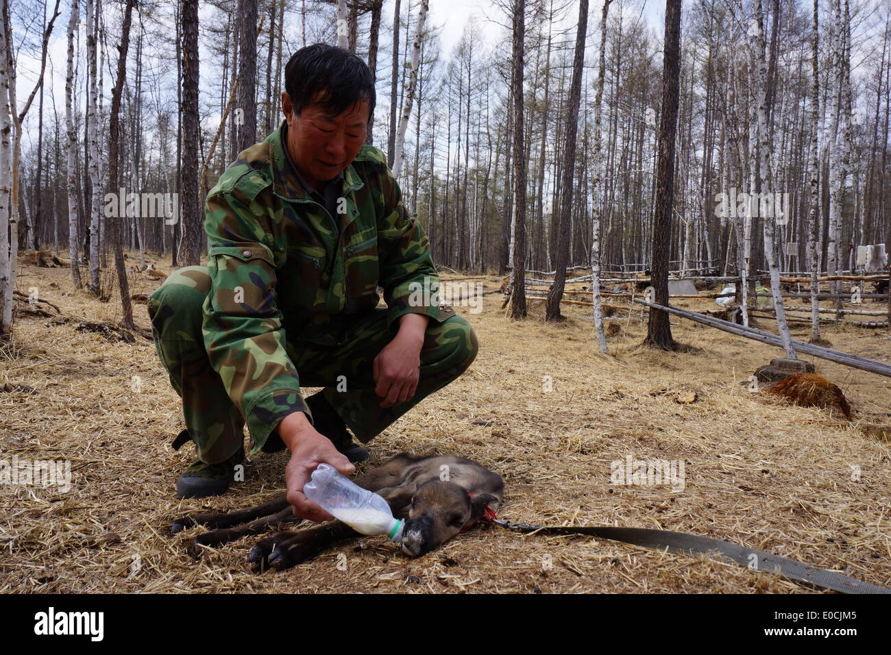 Genhe, China's Inner Mongolia Autonomous Region. 9th May, 2014. Farmer ...
