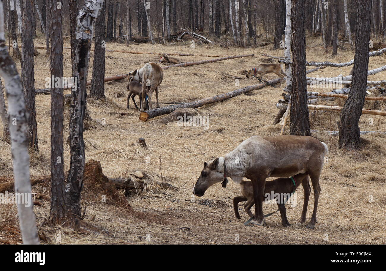 Genhe, China's Inner Mongolia Autonomous Region. 9th May, 2014 ...