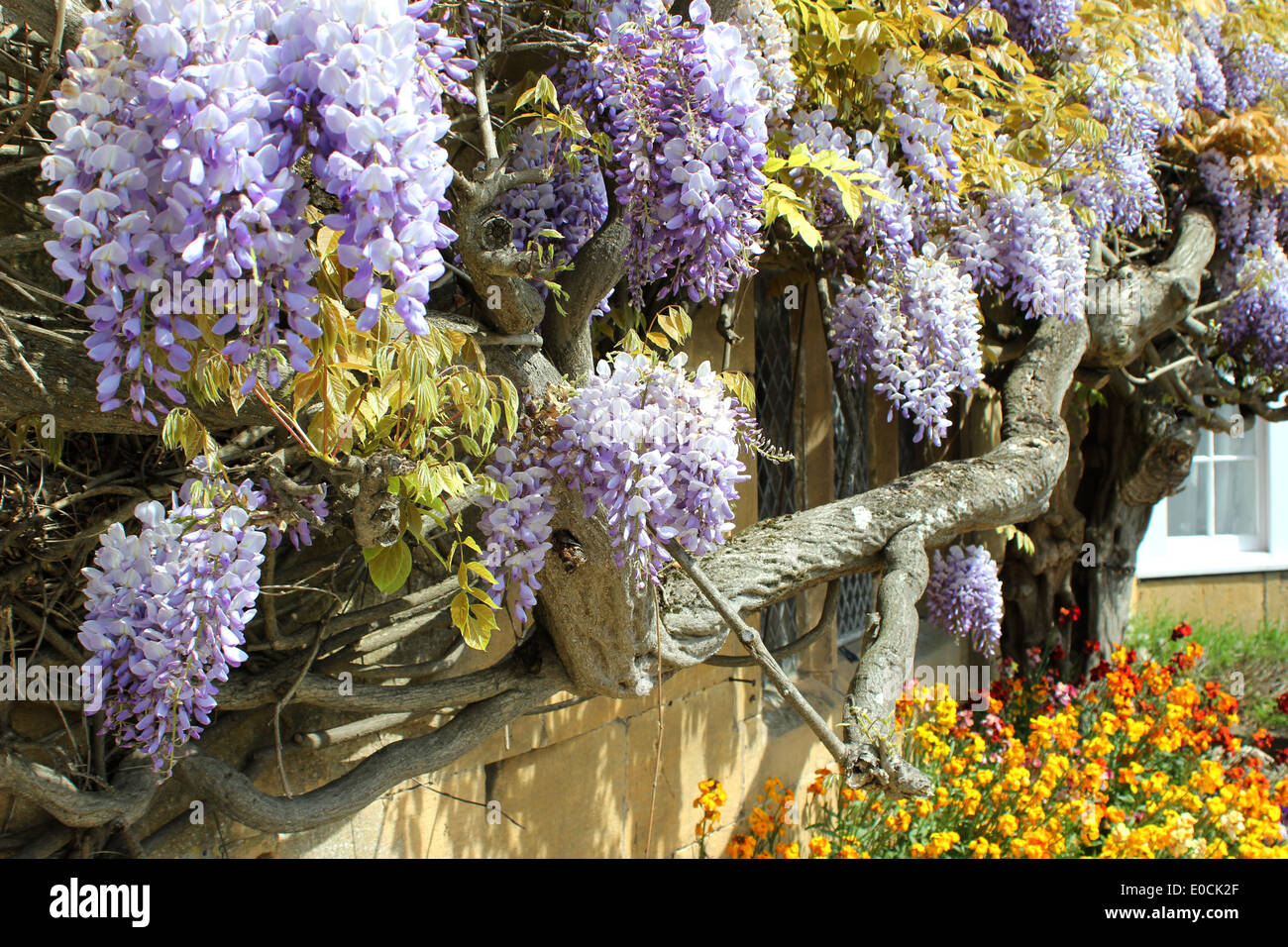Yellow wisteria leaves hi-res stock photography and images - Alamy