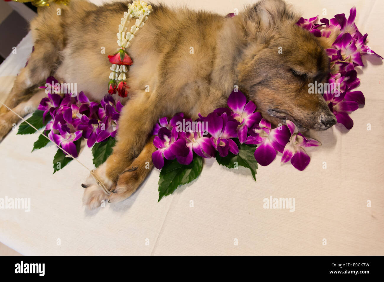 Dog funeral ceremony;Rest in peace Stock Photo - Alamy
