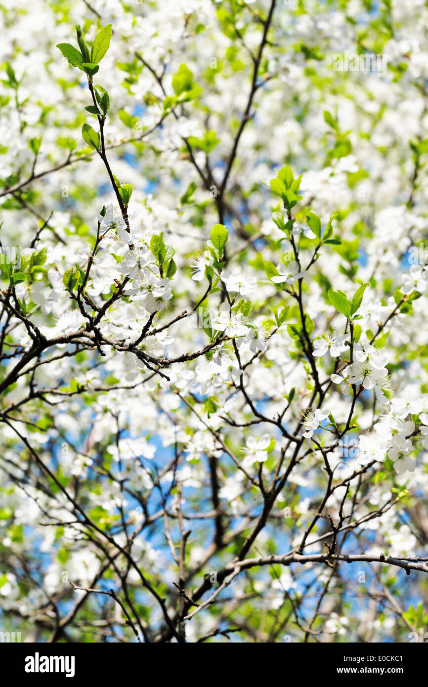 Cherry plum tree blowing in hi-res stock photography and images - Alamy